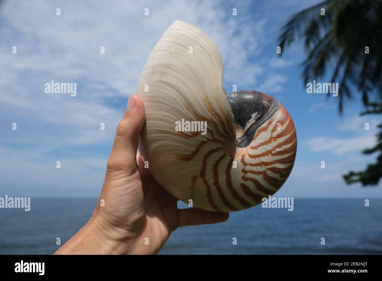 Hand holding nautilus shell hi-res stock photography and images - Alamy