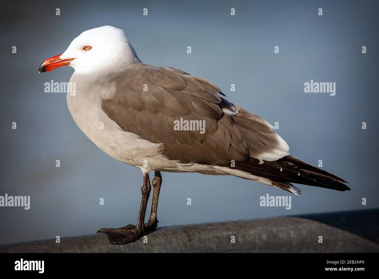 Heermann's gull (Larus heermanni) in San Diego, California Stock Photo ...