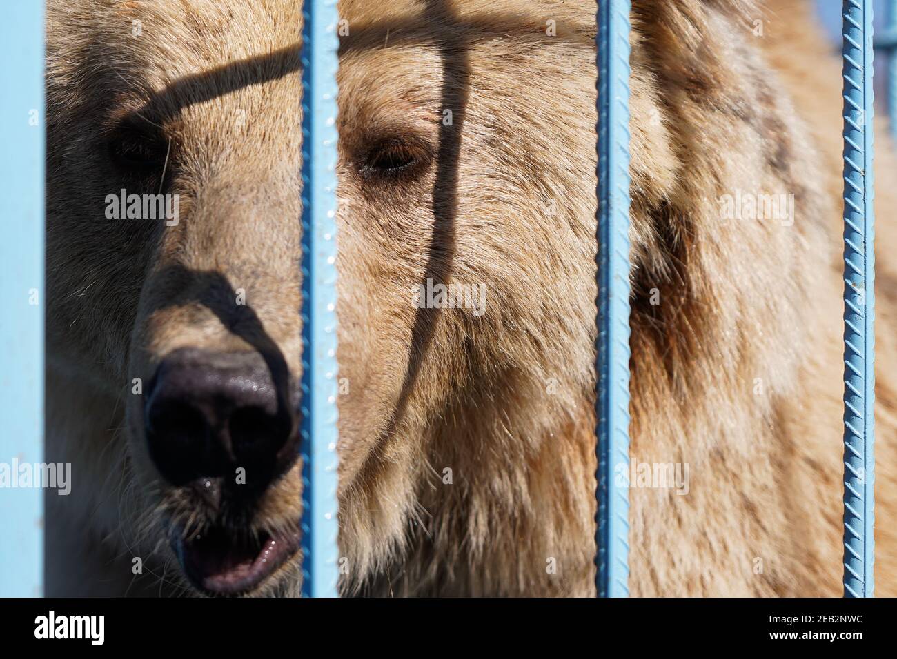 A bear seen inside a cage before its being released to take its freedom ...