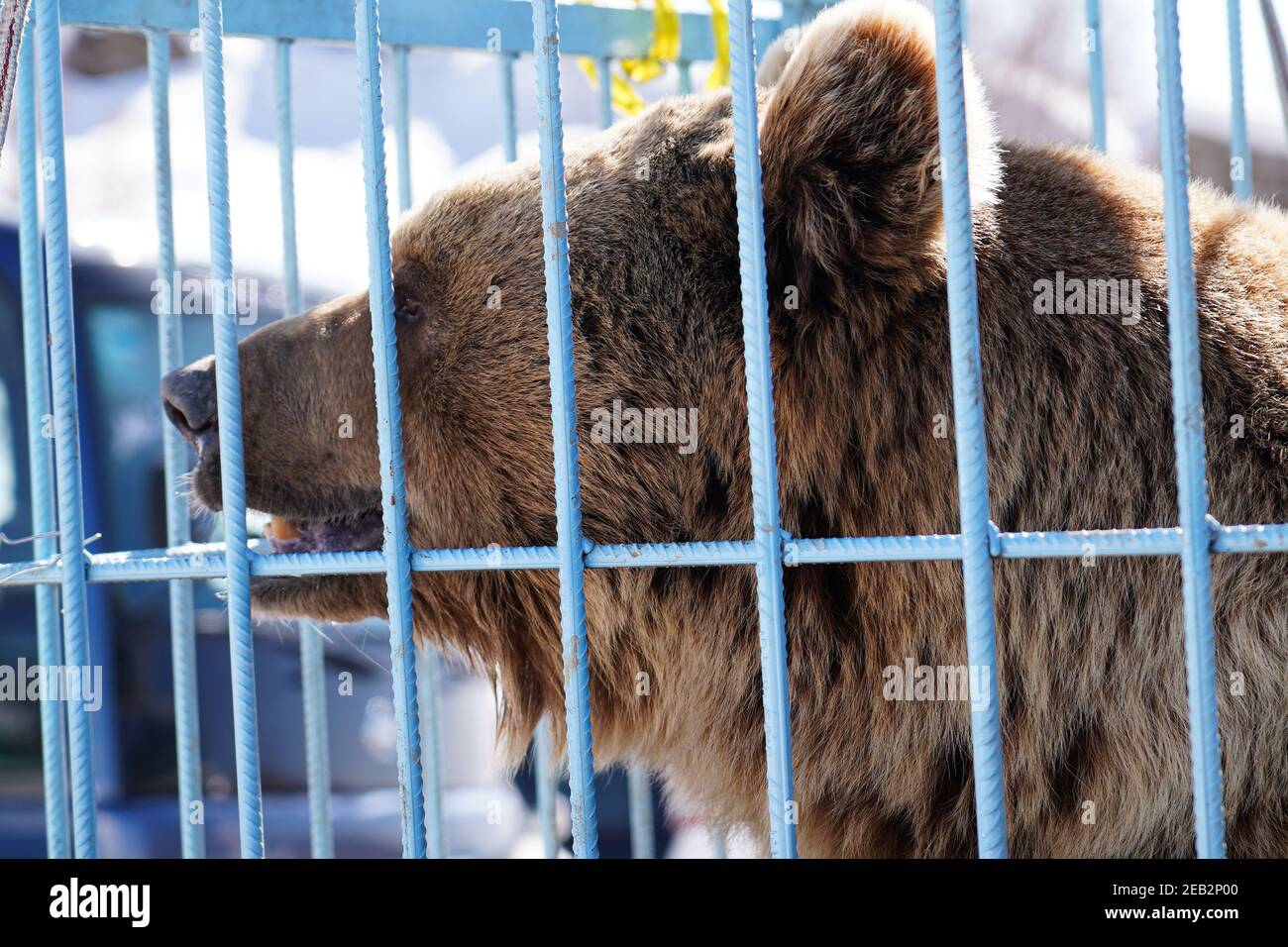 A bear seen inside a cage before its being released to take its freedom ...