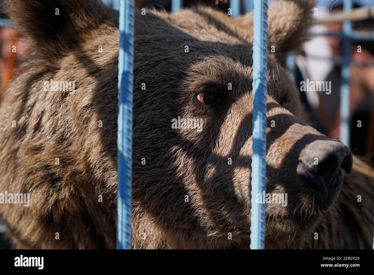 A bear seen inside a cage before its being released to take its freedom ...