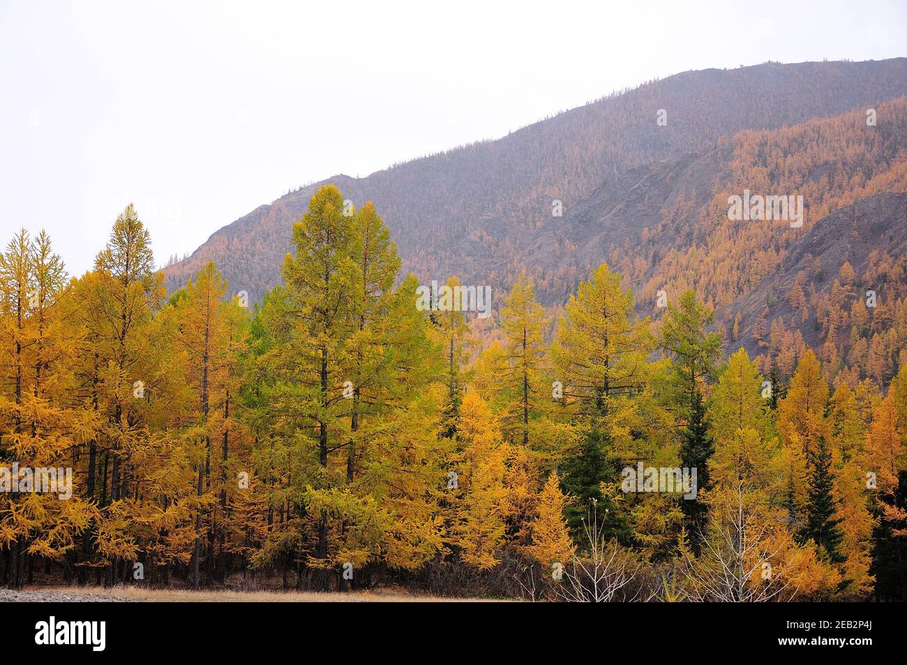 A look at the mountains through green pines and larch trees that have ...