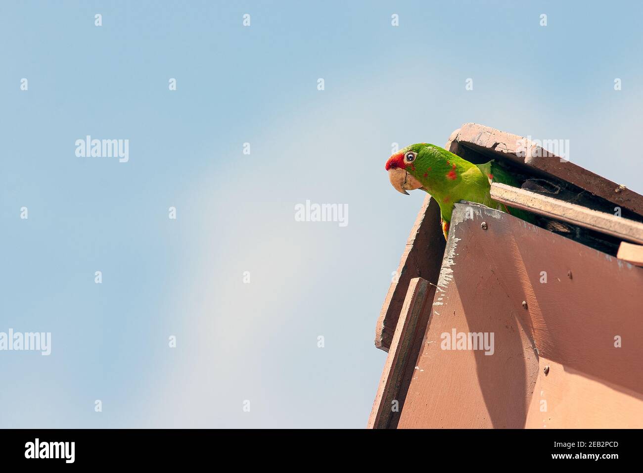 Mitred parakeet psittacara mitratus hi-res stock photography and images ...