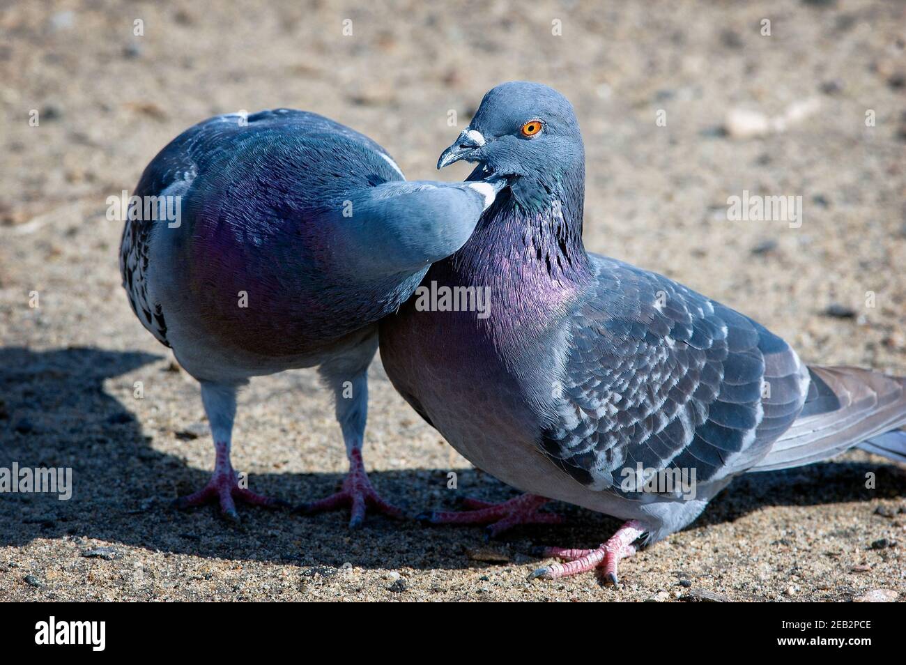 The rock dove, rock pigeon, or common pigeon (Columba livia) in Santa ...