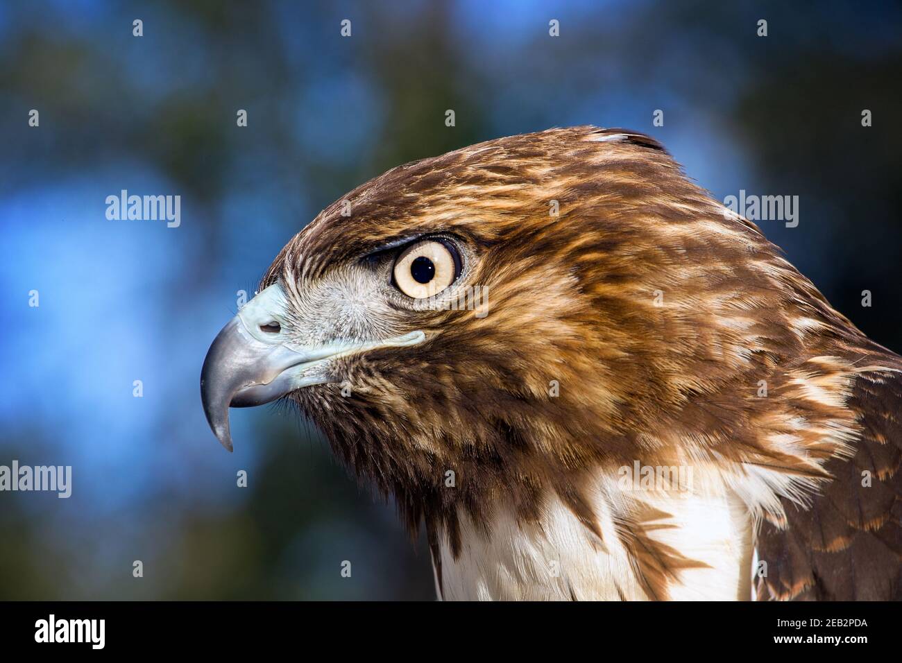 The red-tailed hawk (Buteo jamaicensis) is a bird of prey that breeds ...