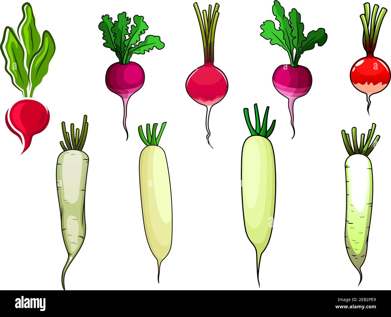 Crispy red and pink radishes and white daikon vegetables with sappy ...