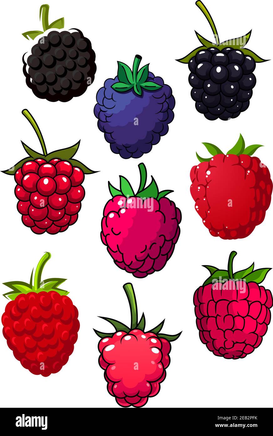 Bright red juicy raspberry and blackberry fruits with green lush stalks ...