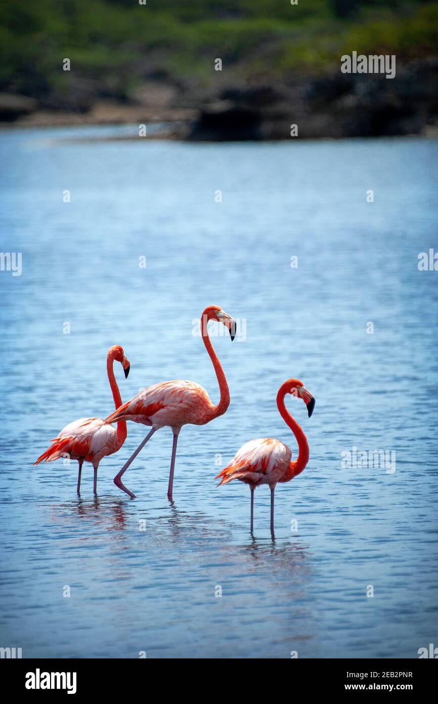The American flamingo (Phoenicopterus ruber)also known as the Caribbean ...