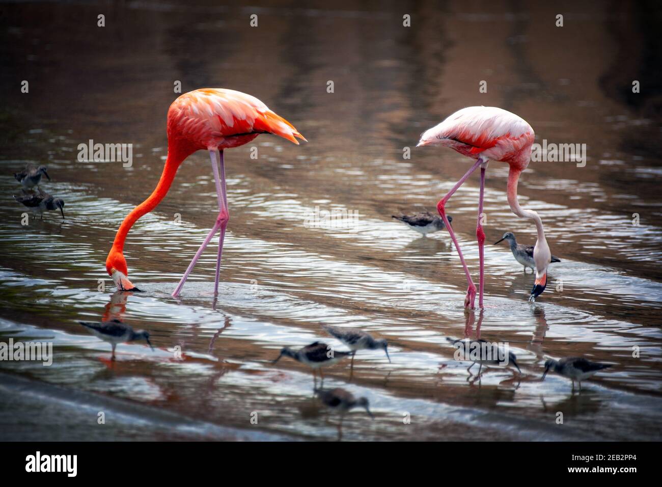 The American flamingo (Phoenicopterus ruber)also known as the Caribbean ...