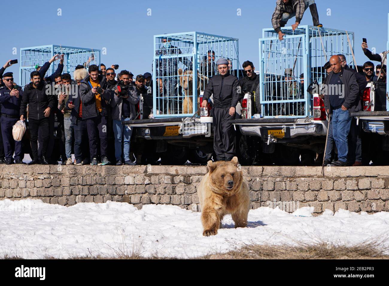 Gathering of bears hi-res stock photography and images - Alamy