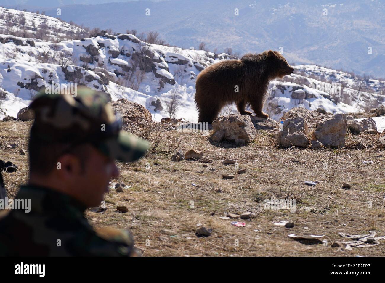 Duhok, Iraq. 11th Feb, 2021. A bear walks on a snowy ground after ...