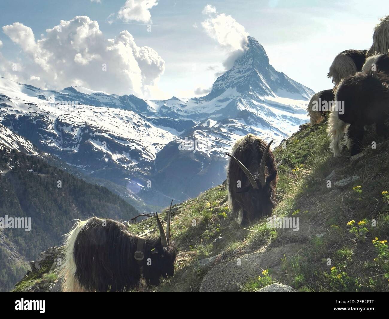 Zermatt goat hi-res stock photography and images - Alamy