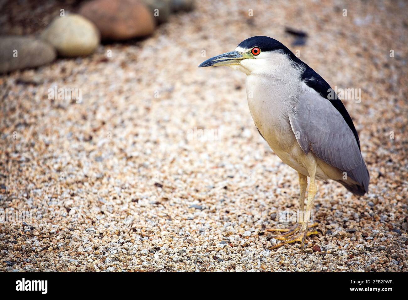 The black-crowned night heron (Nycticorax nycticorax), or black-capped ...