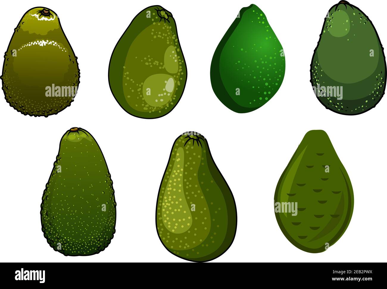 Fresh dark green avocado fruits with glossy coarse peel isolated on ...