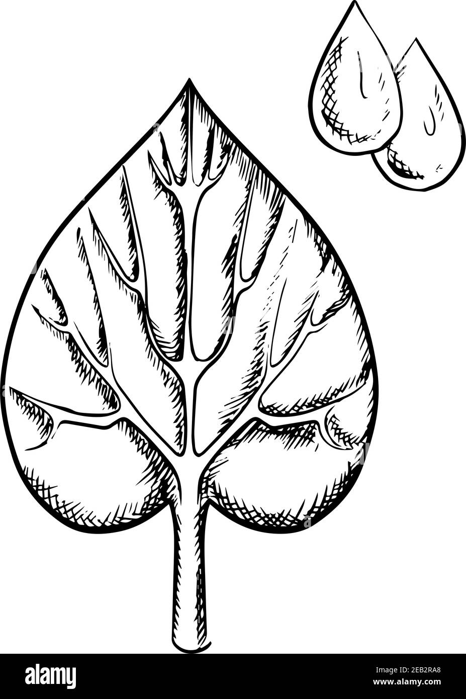 Leaf veins organic Stock Vector Images - Alamy