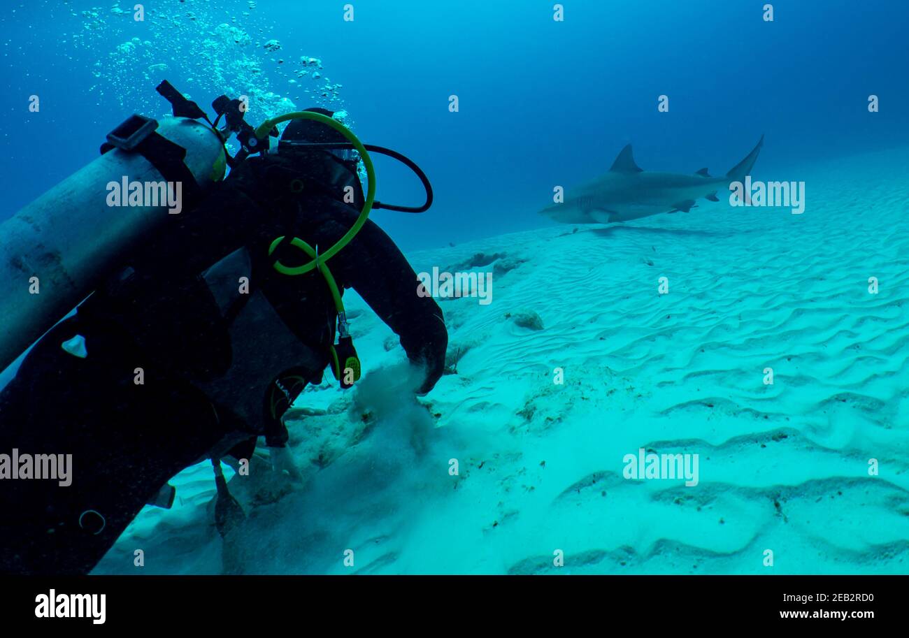 Yucatan coast mexico shark hi-res stock photography and images - Alamy