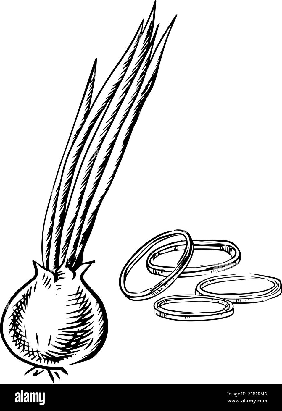 Onion Slice Clip Art