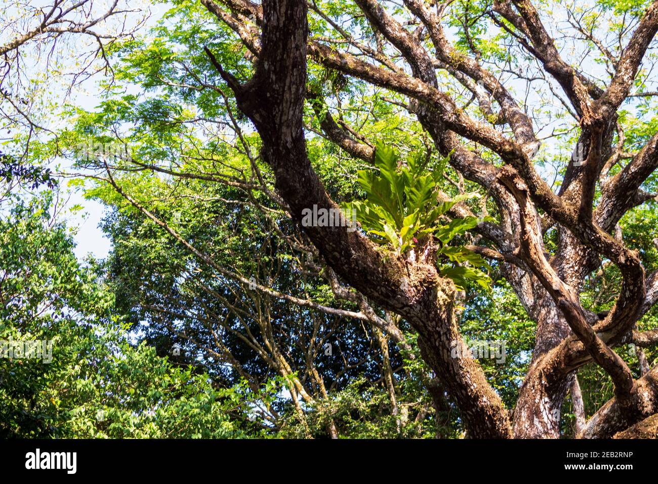 Epiphytes in rainforest hi-res stock photography and images - Alamy