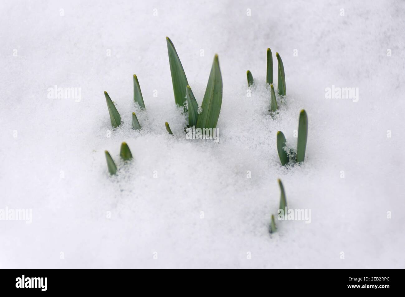 The daffodil sprouts growing above the snow covered ground Stock Photo ...