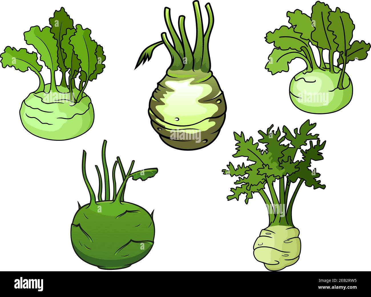 Kohlrabi cabbage Stock Vector Images - Alamy