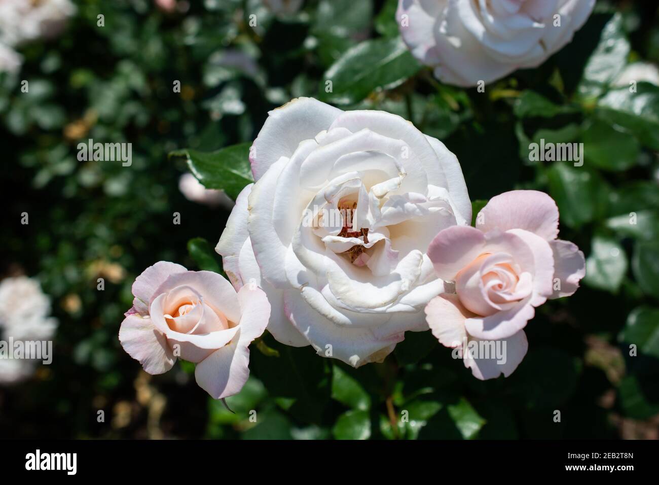 White roses in a botanical park in Istanbul on display Stock Photo - Alamy