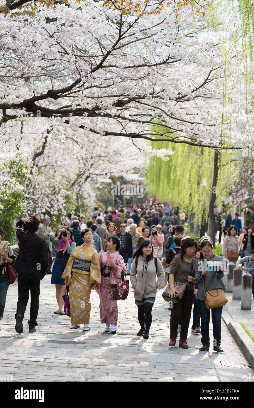 Kyoto Japan Crowds of Tourists visit Shirakawa-minami Dori To View ...