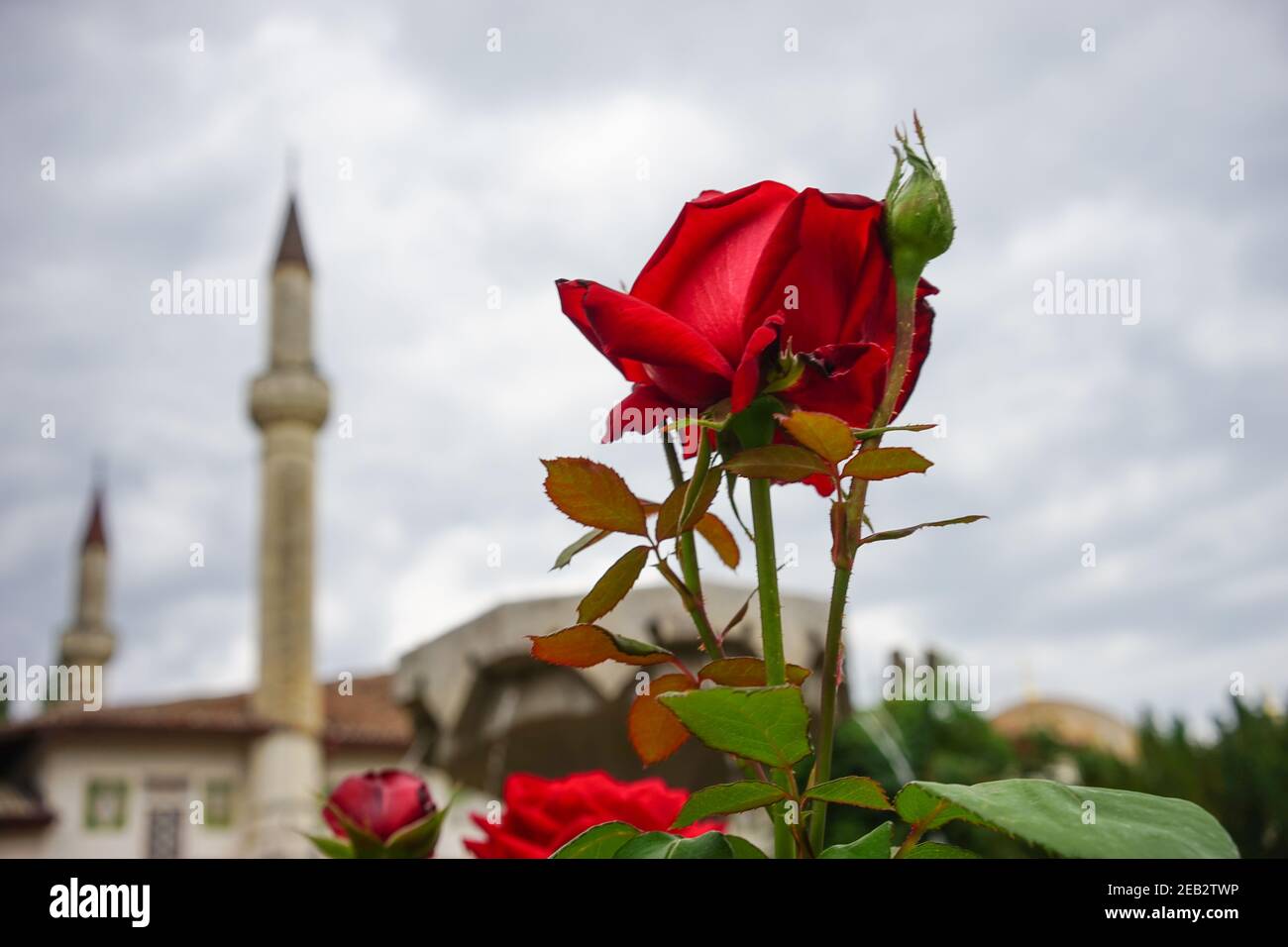 red rose flower on blurred background with the Crimean Tatar mosque ...