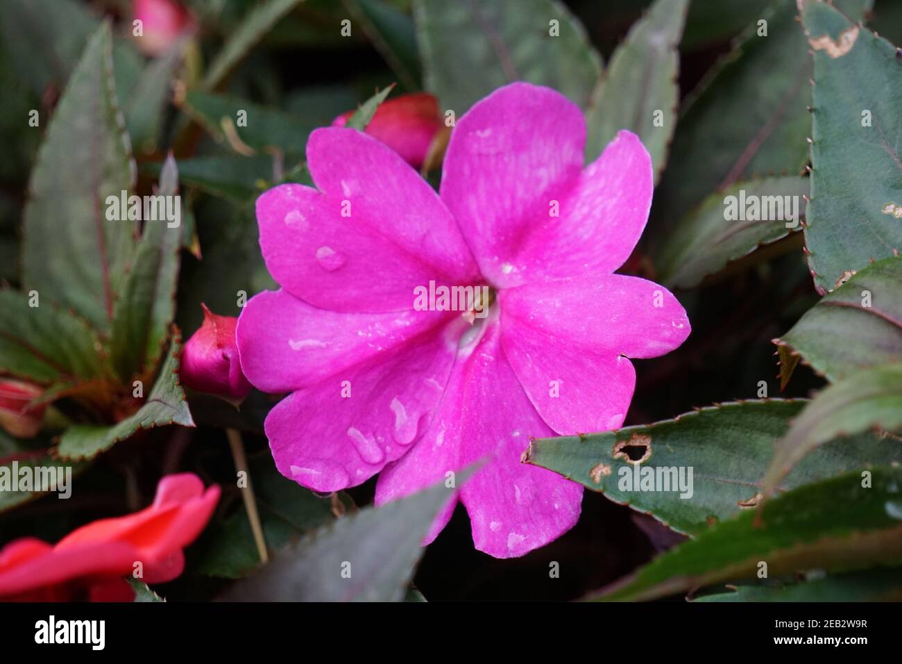 Red violet flower hi-res stock photography and images - Alamy