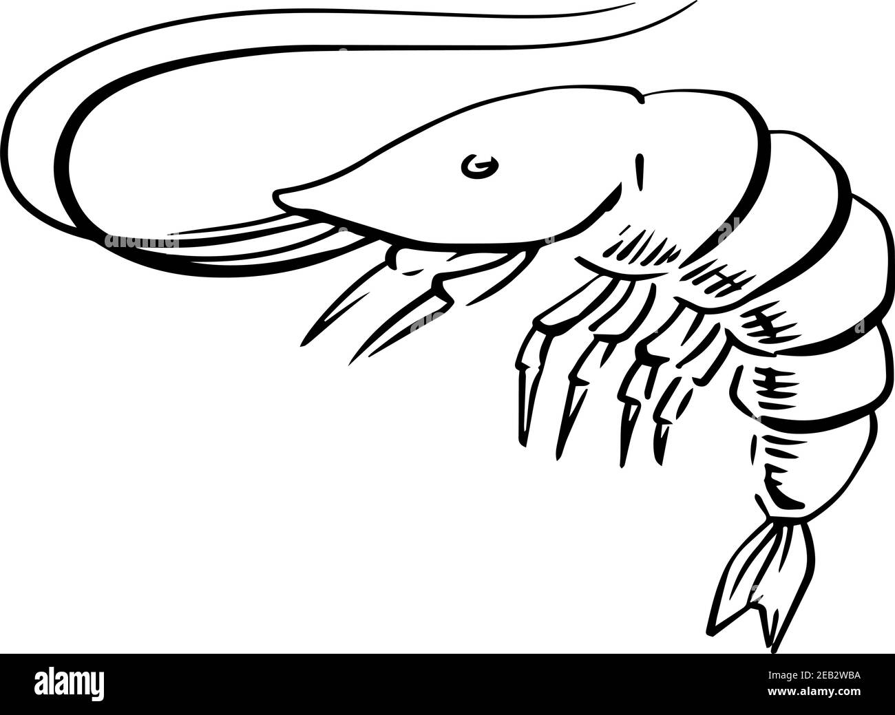 Shrimp Drawing Outline