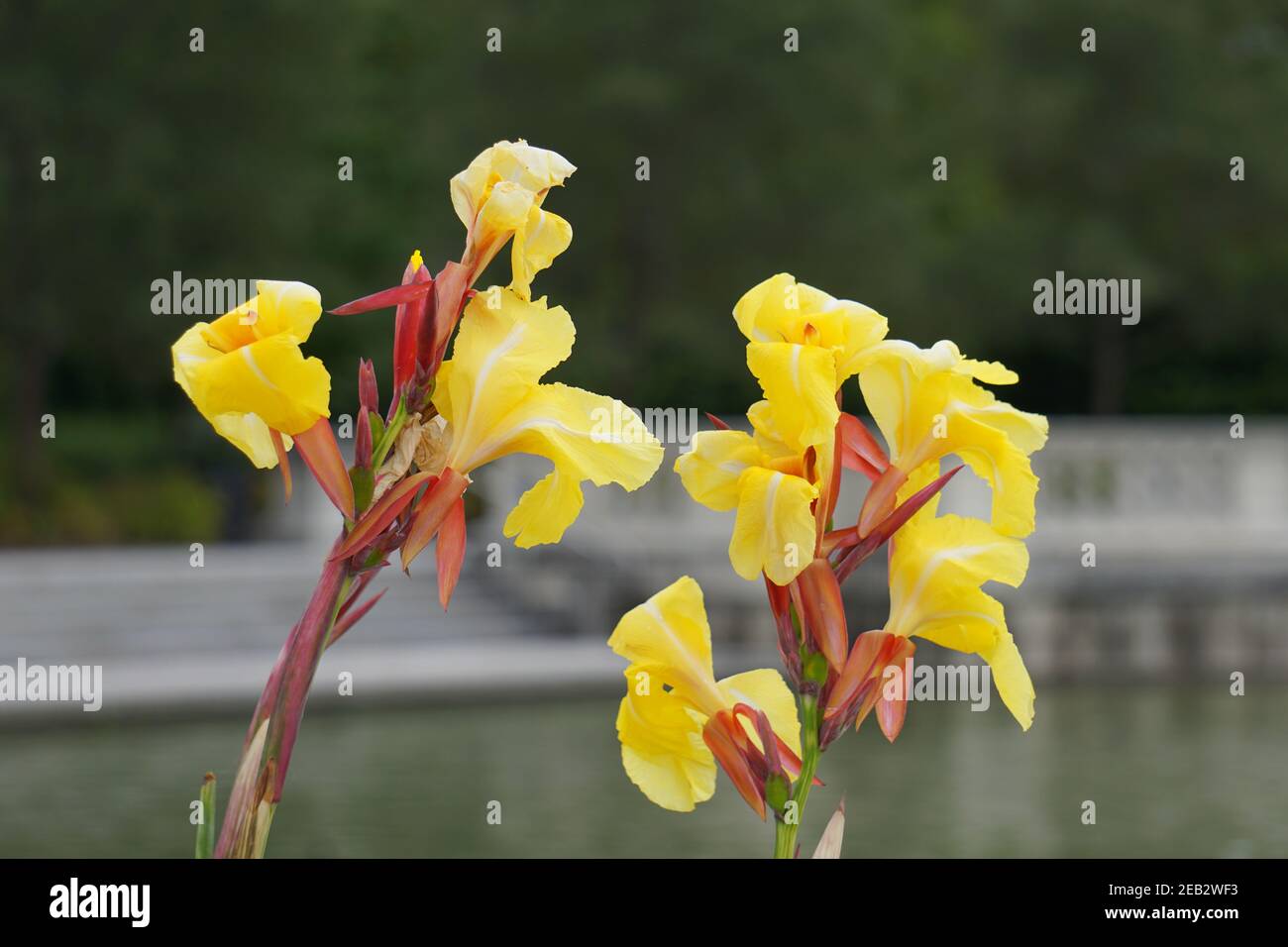 The birth of a flower hi-res stock photography and images - Alamy
