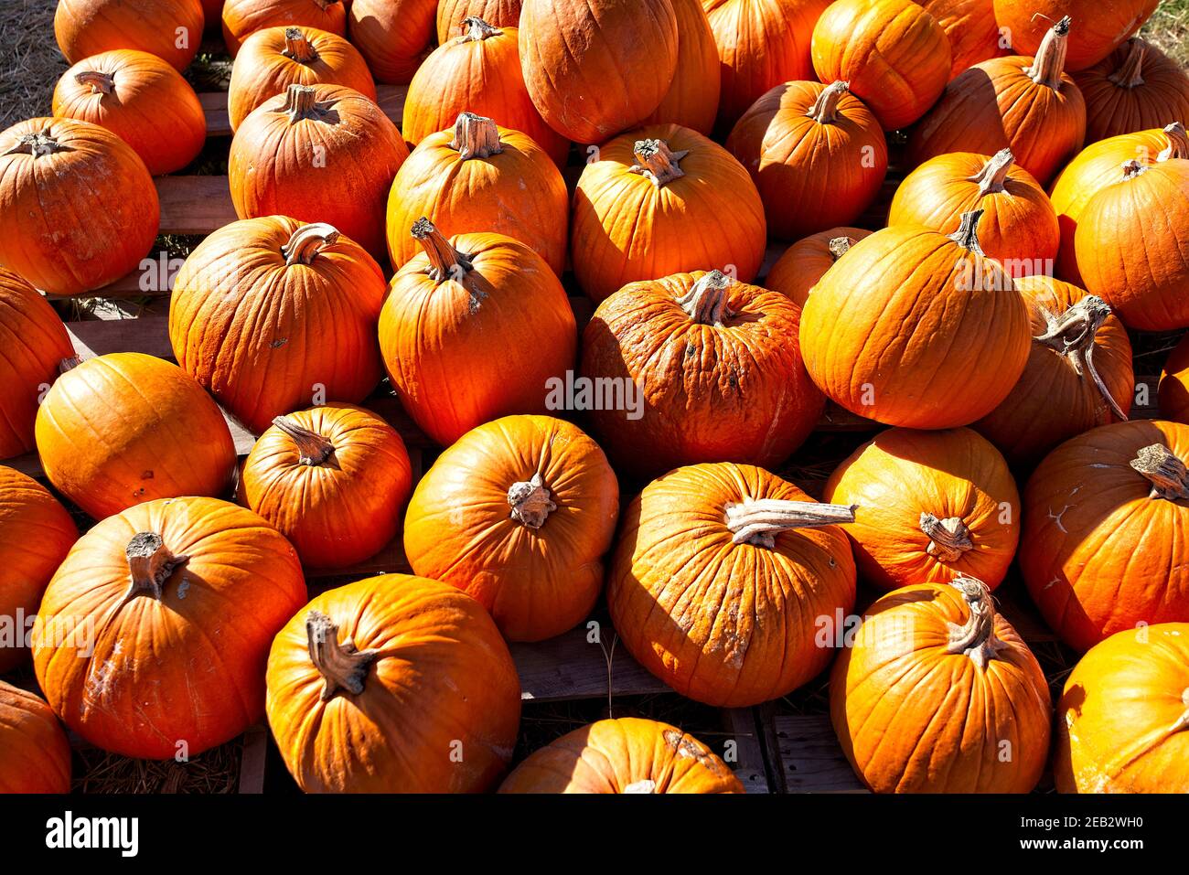 Many pumpkins hi-res stock photography and images - Alamy