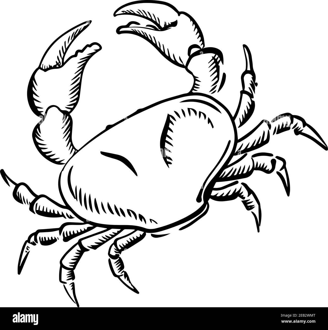 Sketch of marine crab with raised claws, for nature or seafood theme ...