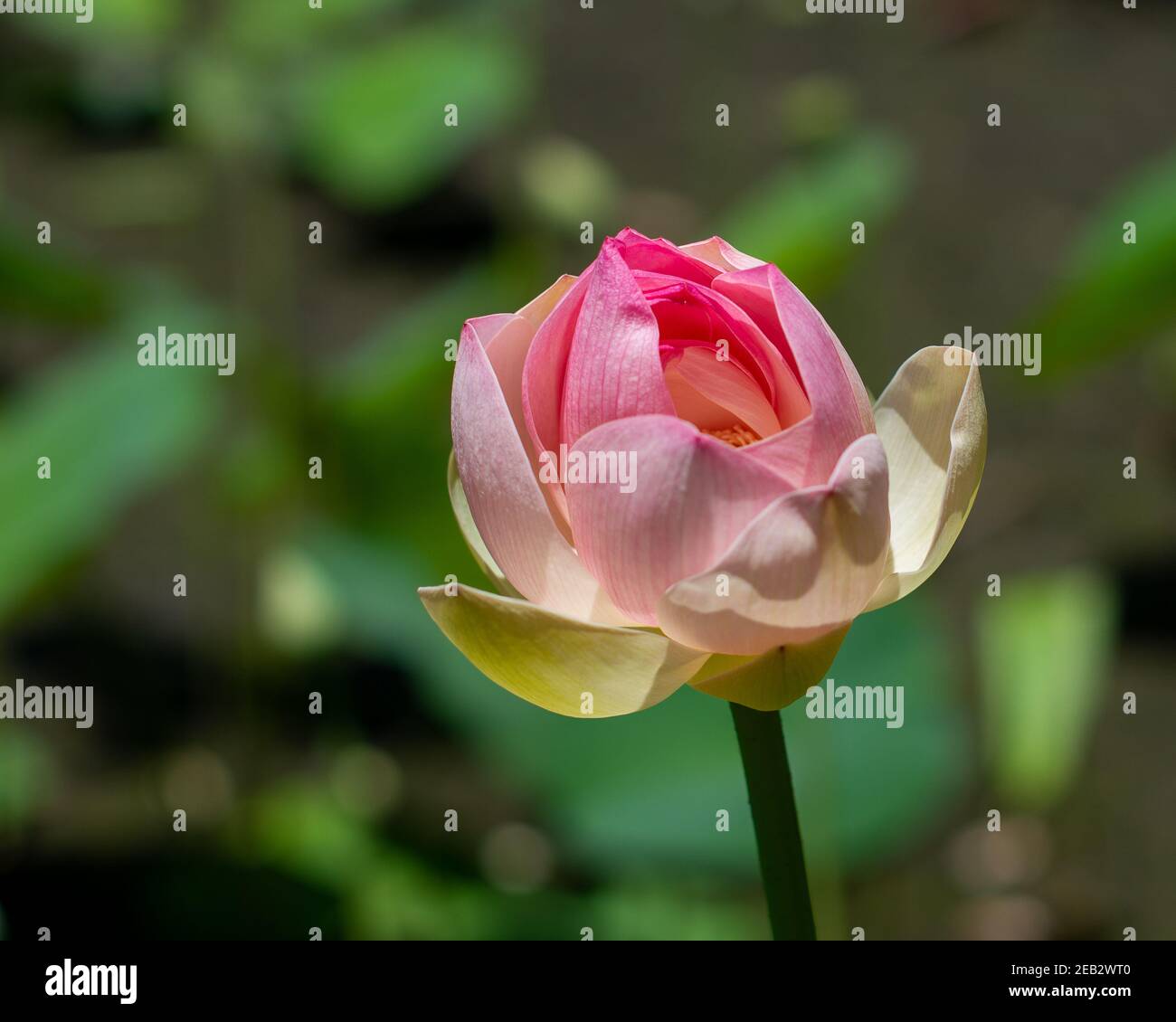 Aquatic lotus flower Bud Stock Photo - Alamy