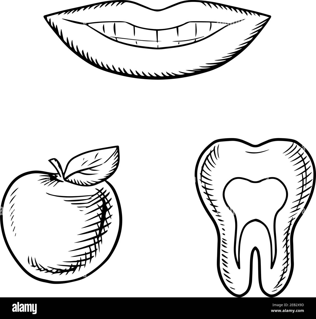 Mouth cross section hi-res stock photography and images - Alamy