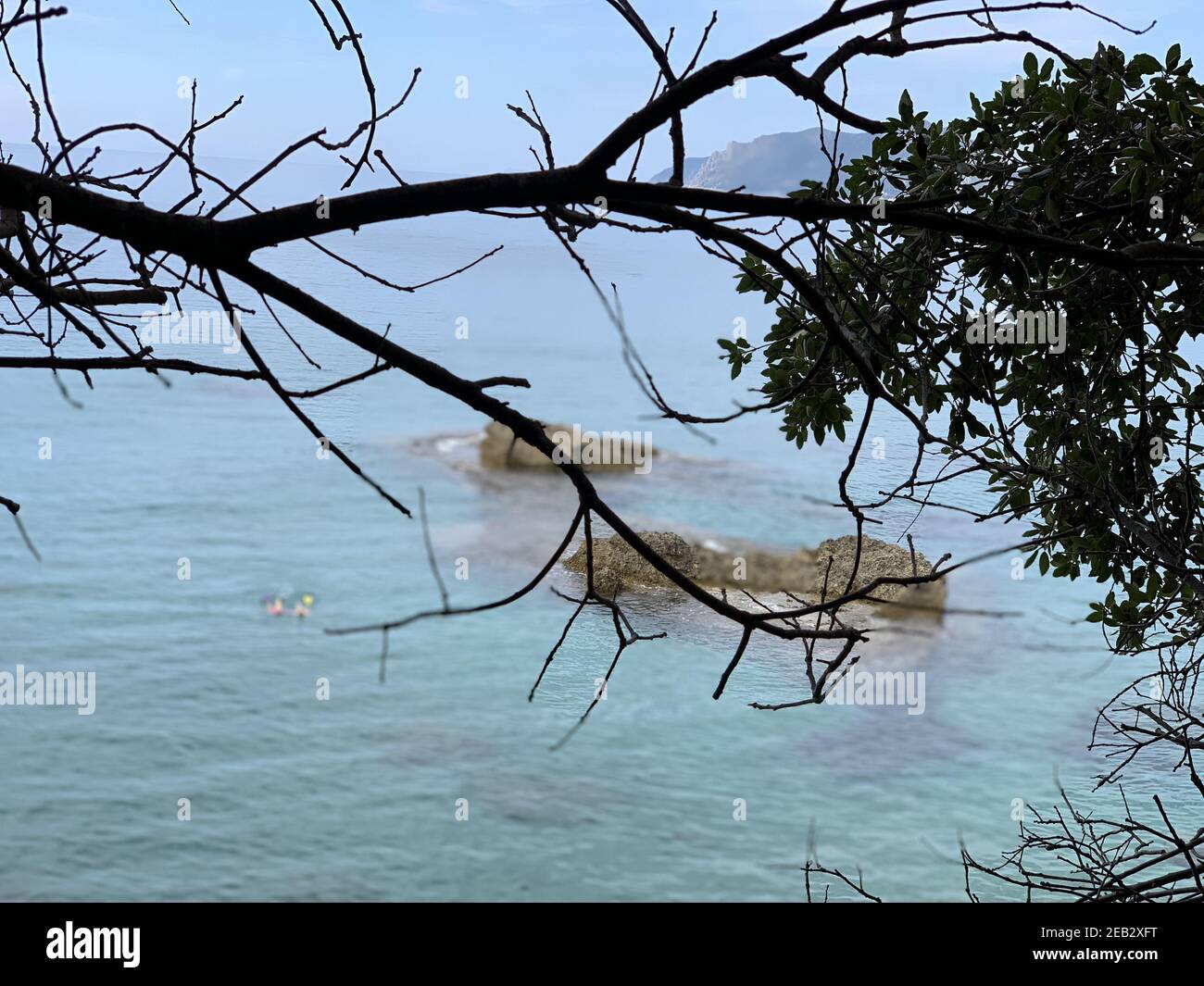 Closeup of a half-dried tree branch Stock Photo - Alamy