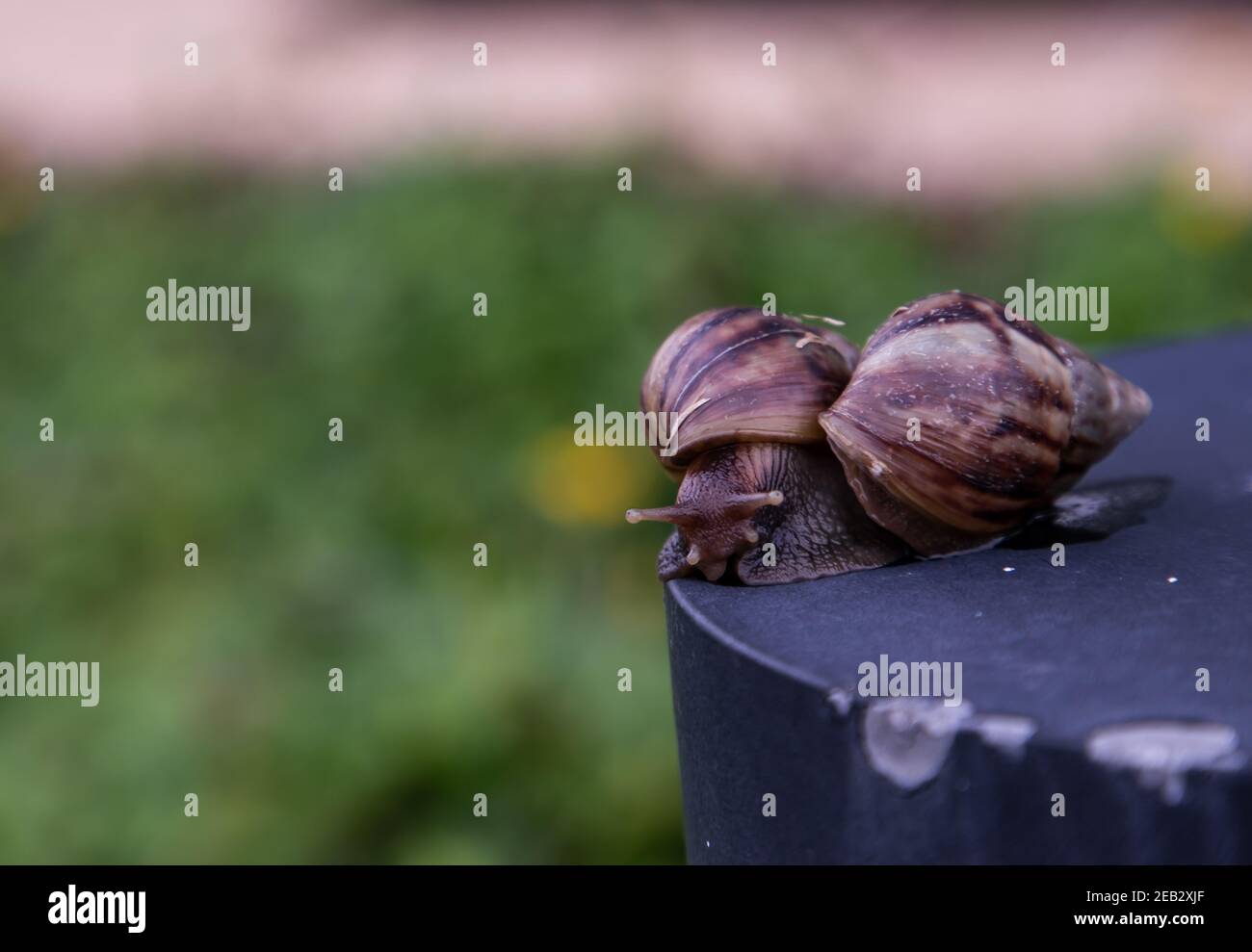 Curb crawling hi-res stock photography and images - Alamy