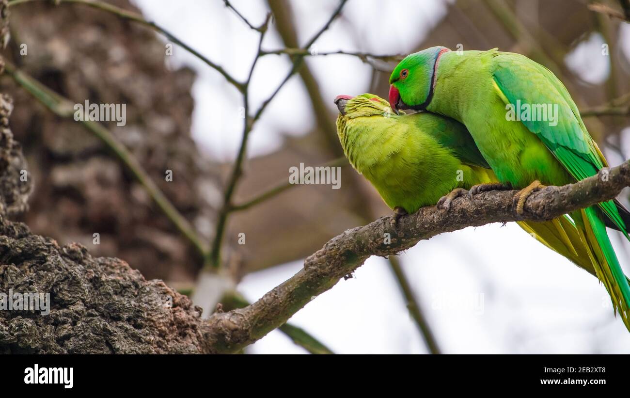 Parrot male grooming female on branch Stock Photo - Alamy