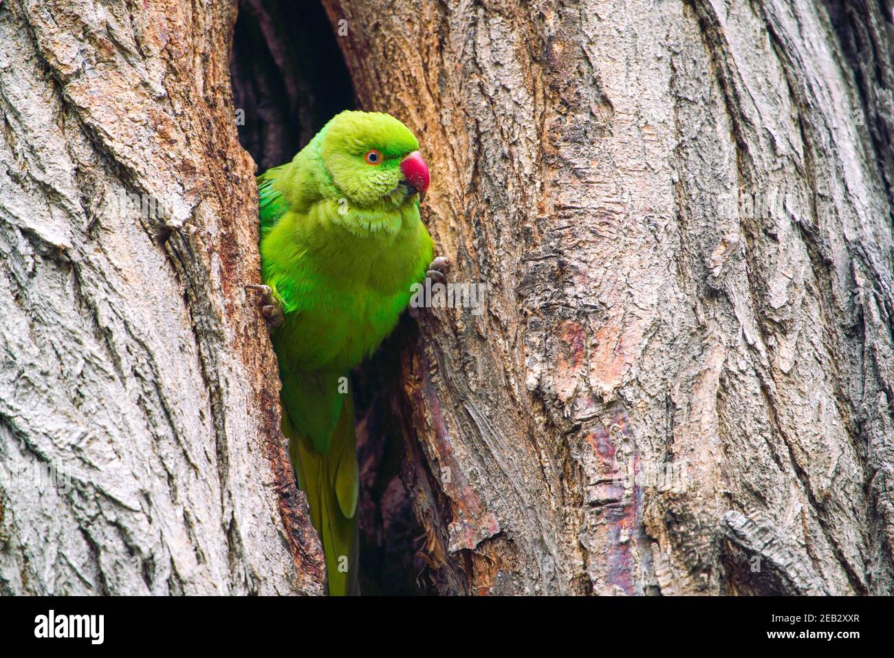 Big green parrot in a hollow Stock Photo - Alamy