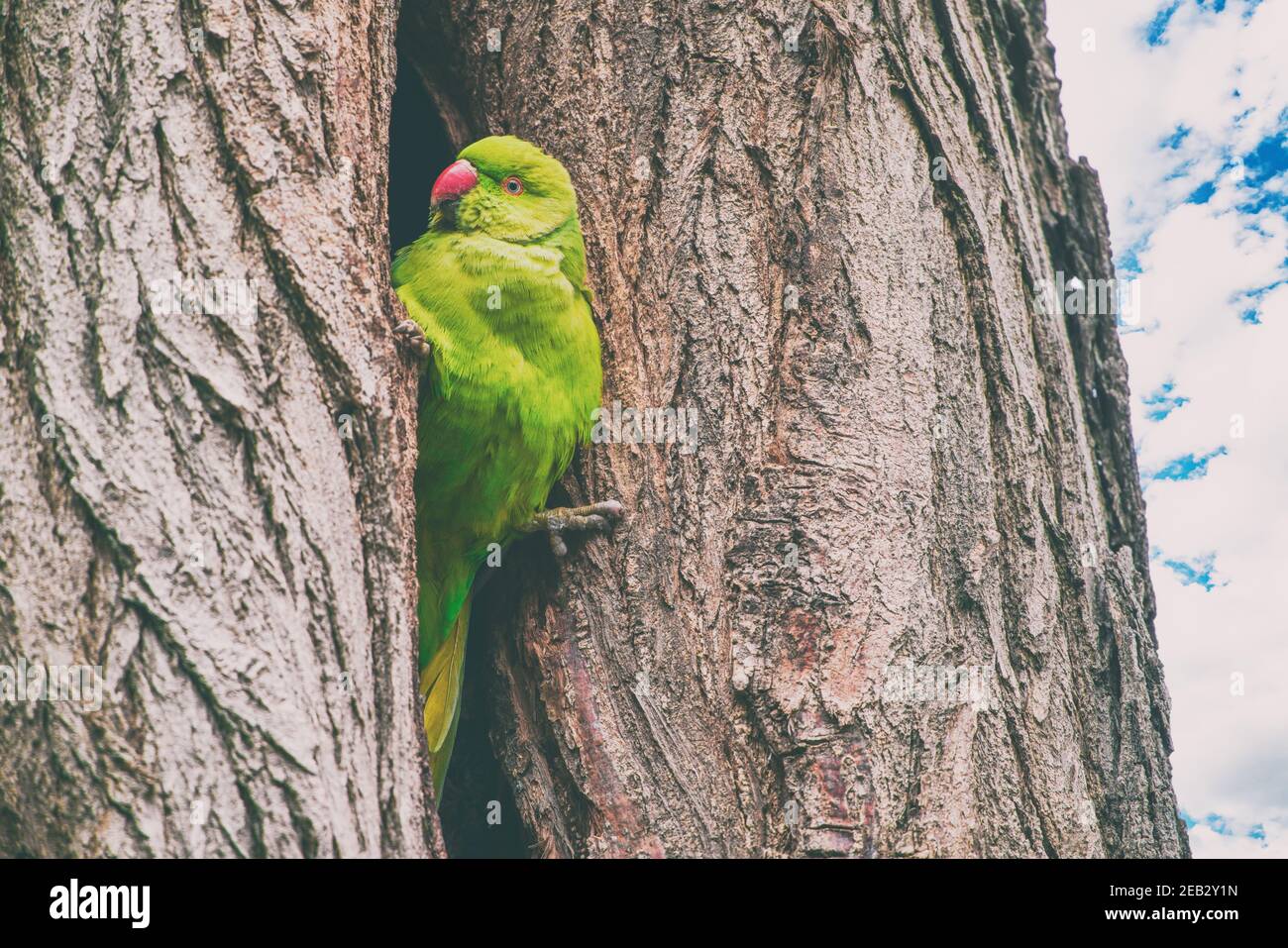 Big green parrot in a hollow Stock Photo - Alamy