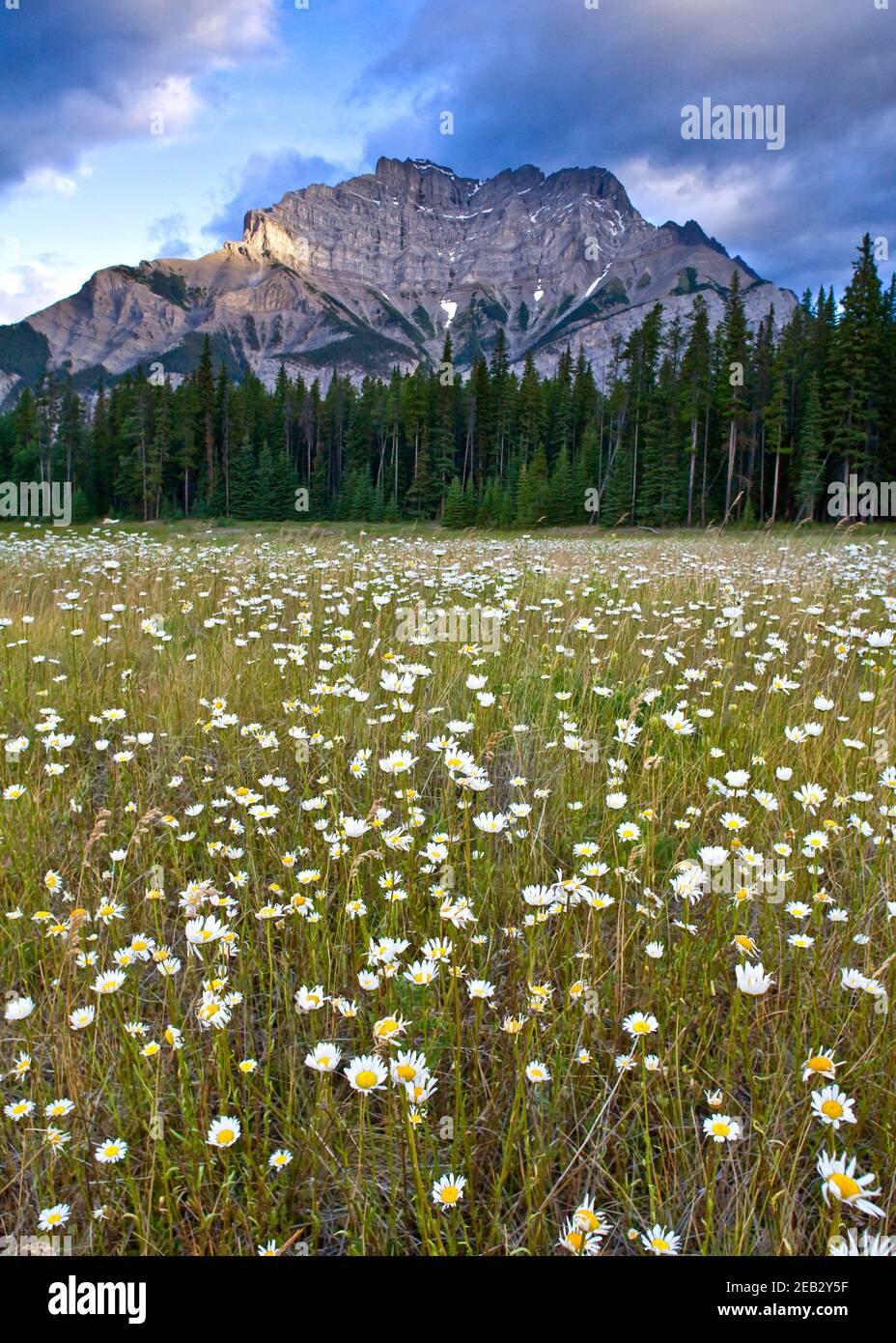 Cascade Mountain and wild flowers, Banff National Park, Alberta, Canada ...