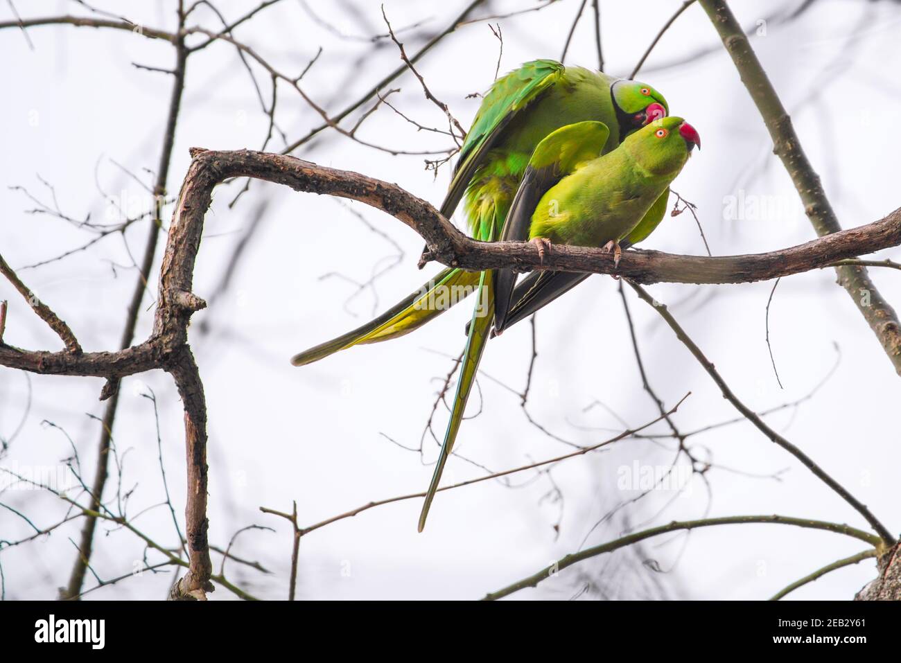 Pair of big rose-ringed parakeet mating on tree Stock Photo - Alamy