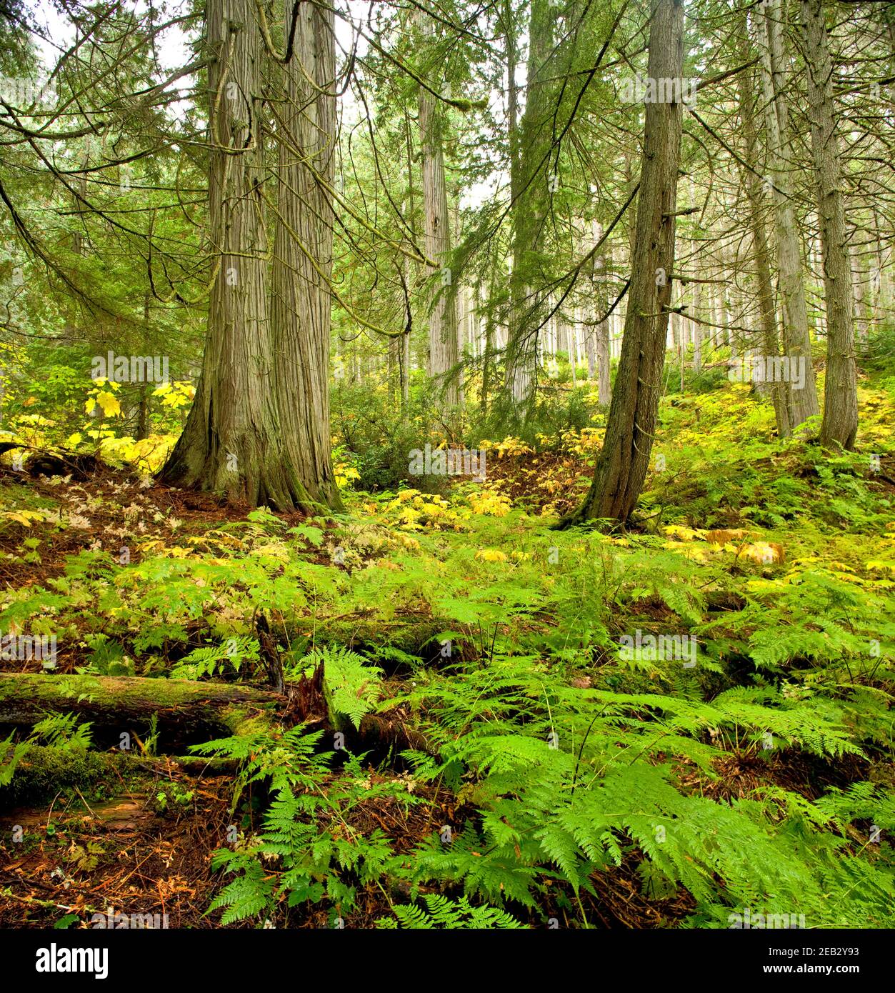 British forest plants hi-res stock photography and images - Alamy