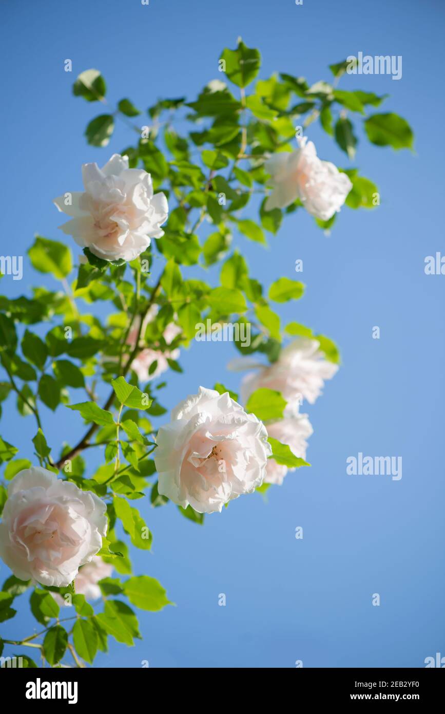 roses against blue sky. Rose Garden in the Prague Stock Photo - Alamy