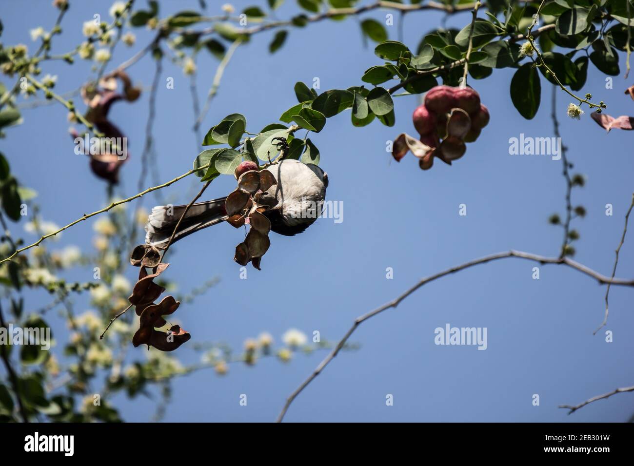 Bird and Manila tamarind fruit on tree, tropical fruit Stock Photo - Alamy