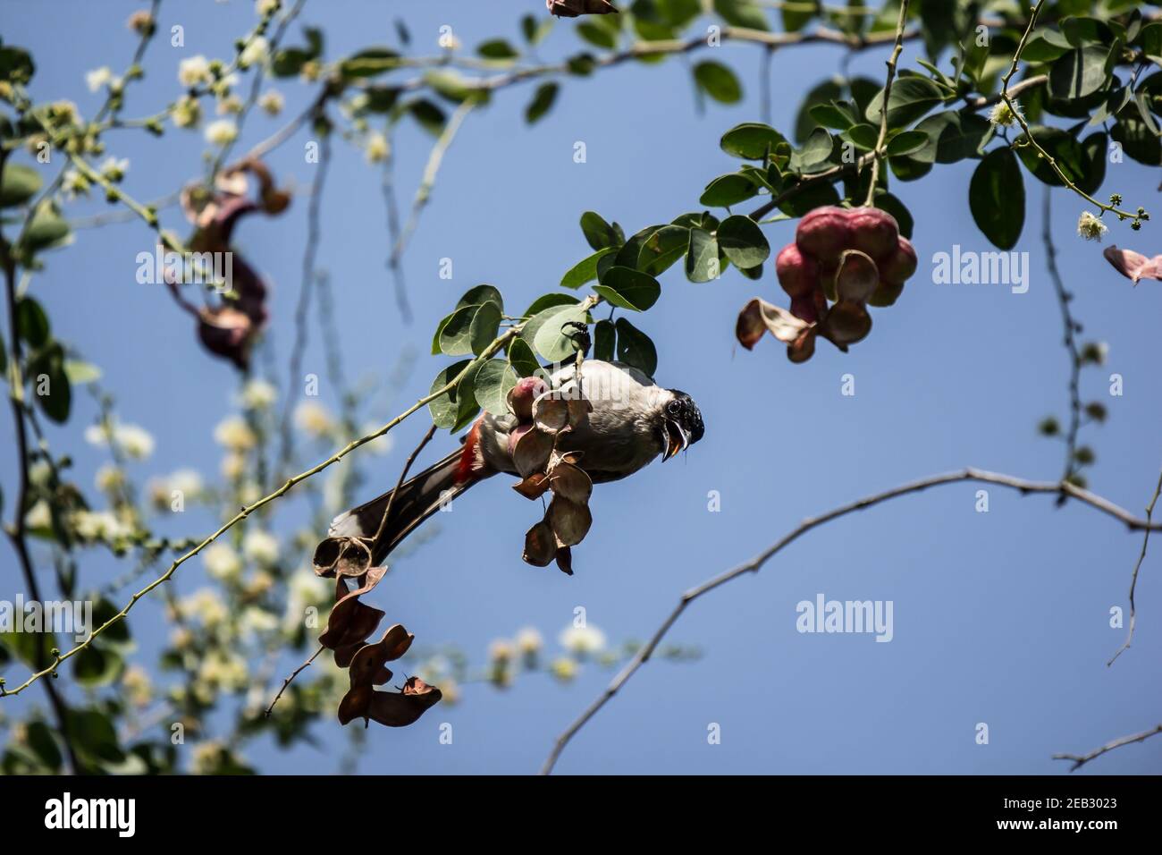 Bird and Manila tamarind fruit on tree, tropical fruit Stock Photo - Alamy