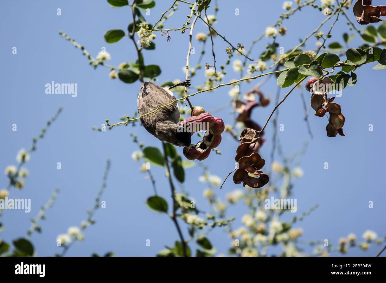 Bird and Manila tamarind fruit on tree, tropical fruit Stock Photo - Alamy