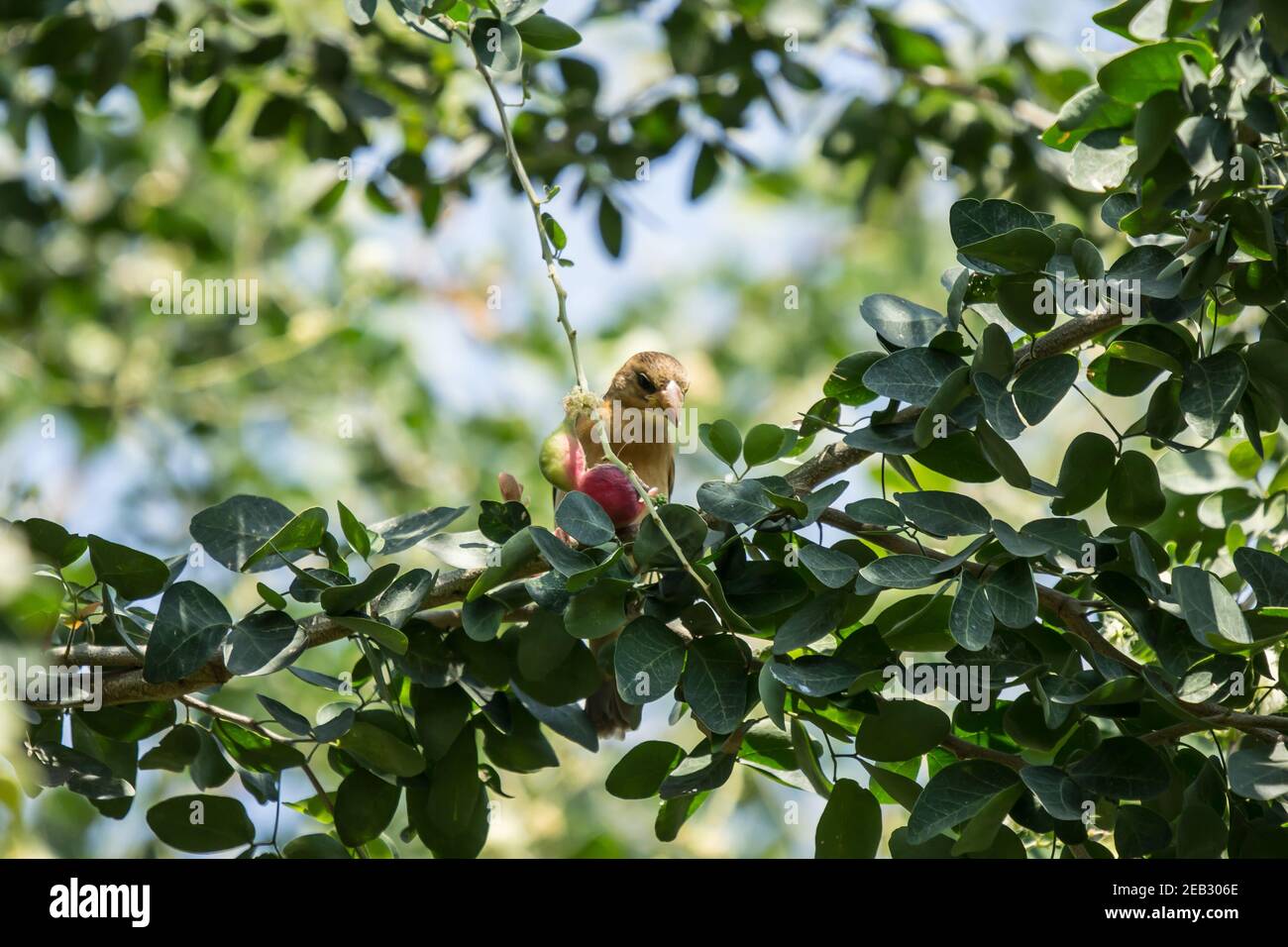 Bird and Manila tamarind fruit on tree, tropical fruit Stock Photo - Alamy