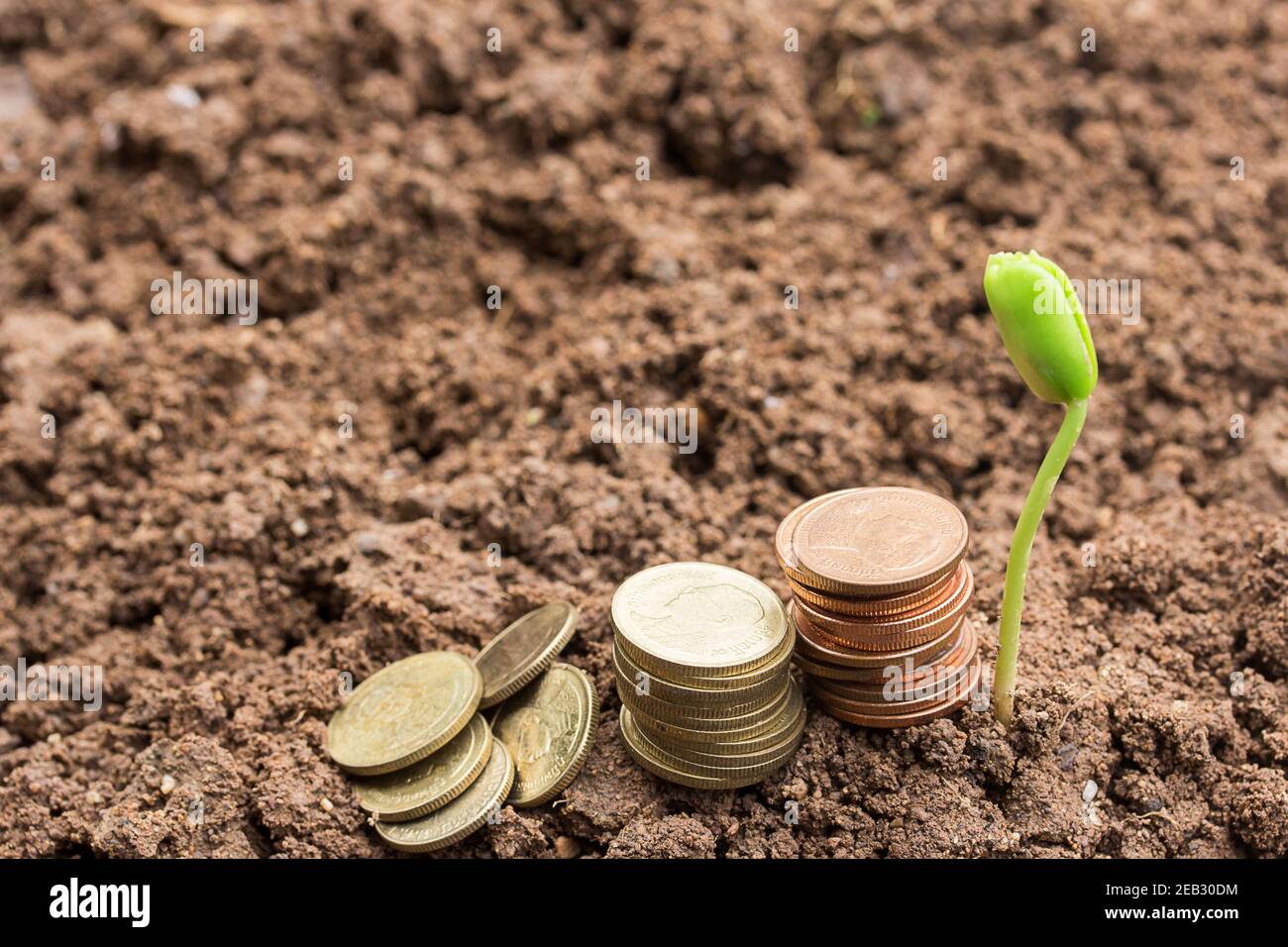 Plant seedlings and coin on the ground with copy space for use ...