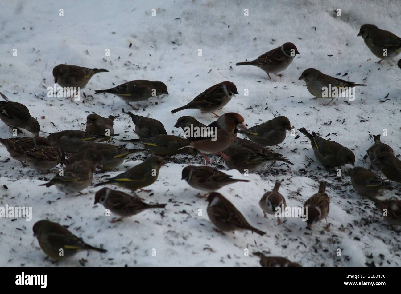Friendship tree hi-res stock photography and images - Alamy
