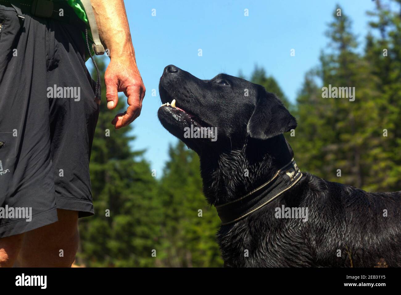 Black dog watching owner Stock Photo - Alamy